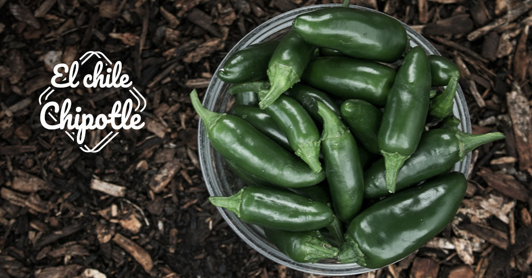 Del jalapeño al chipotle: el tradicional chile ahumado de México | Don ...