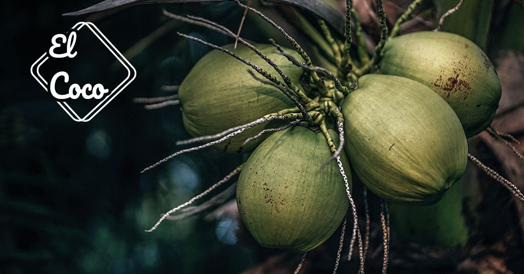 The coconut in Mexico – Don Zabor